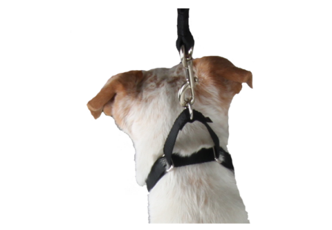 Prong Collar Alternatives | Companion Veterinary Hospital